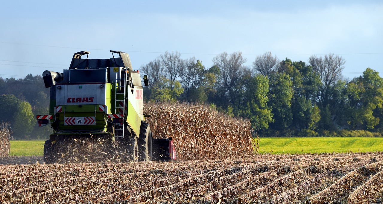 Scientists Develop Bio-Fortified Maize to Address ‘Hidden Hunger ...